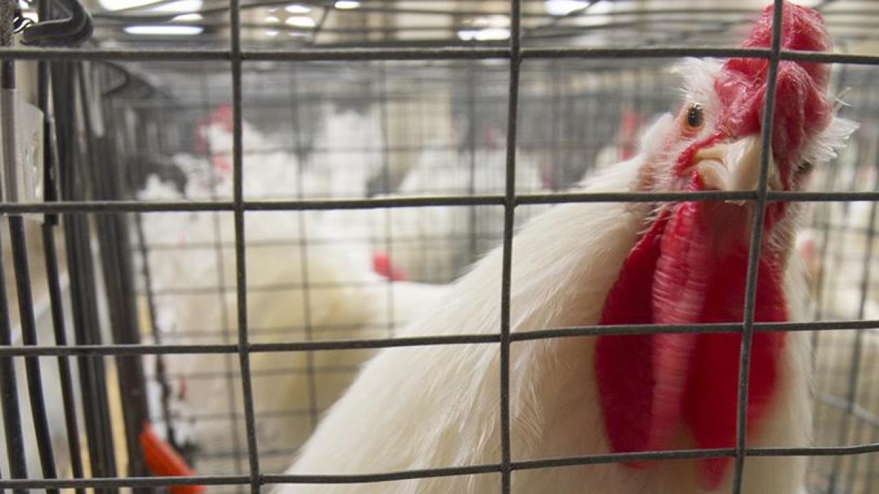 UC Davis Department of Animal Science - Enhance Sustainable Animal ...